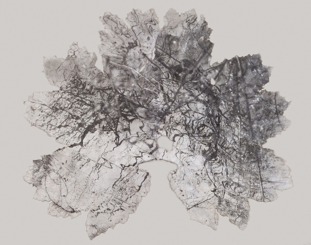 Gunnera leaves - photography, sculpture and video | Dominique Lacloche