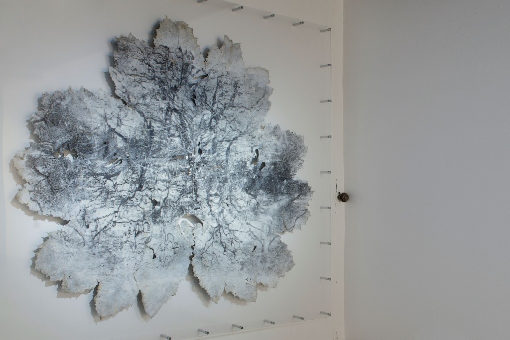 Gunnera leaves - photography, sculpture and video | Dominique Lacloche